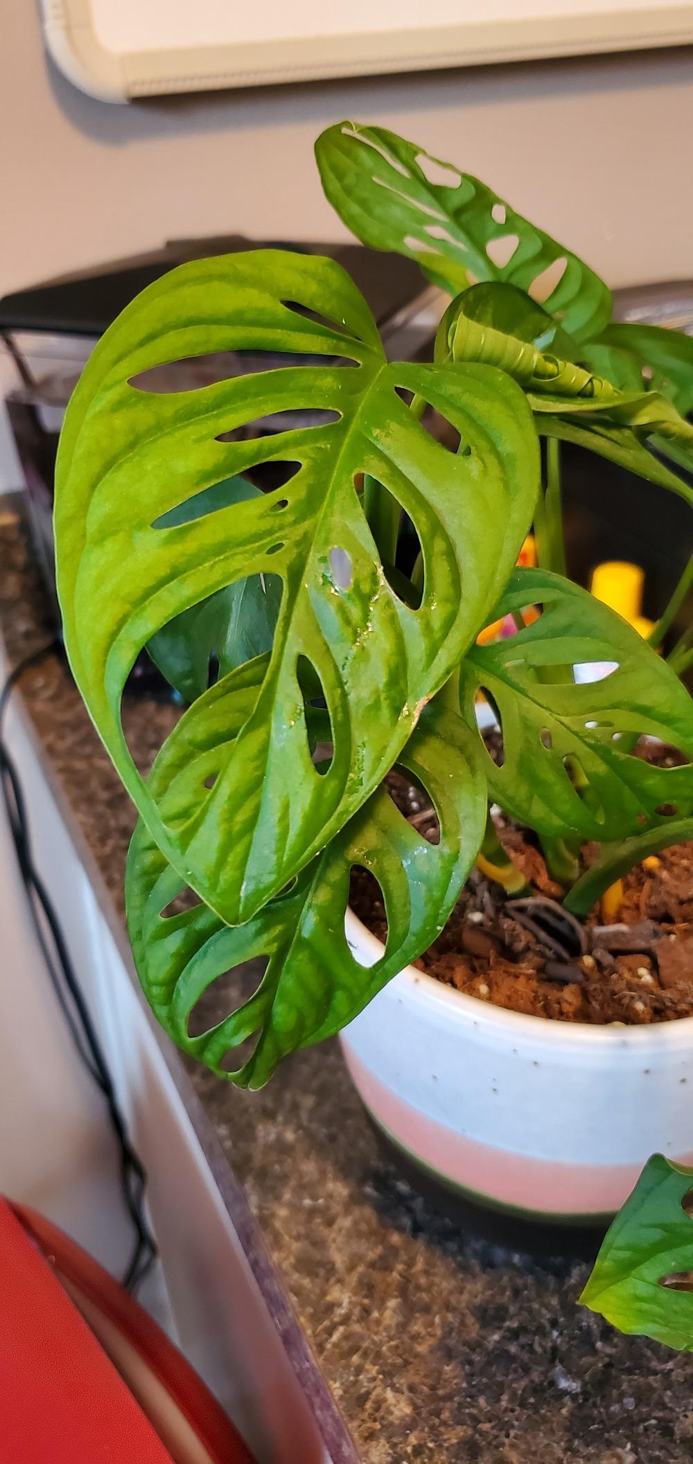 Monstera Adansonii Overwatered in the Houseplants forum - Garden.org