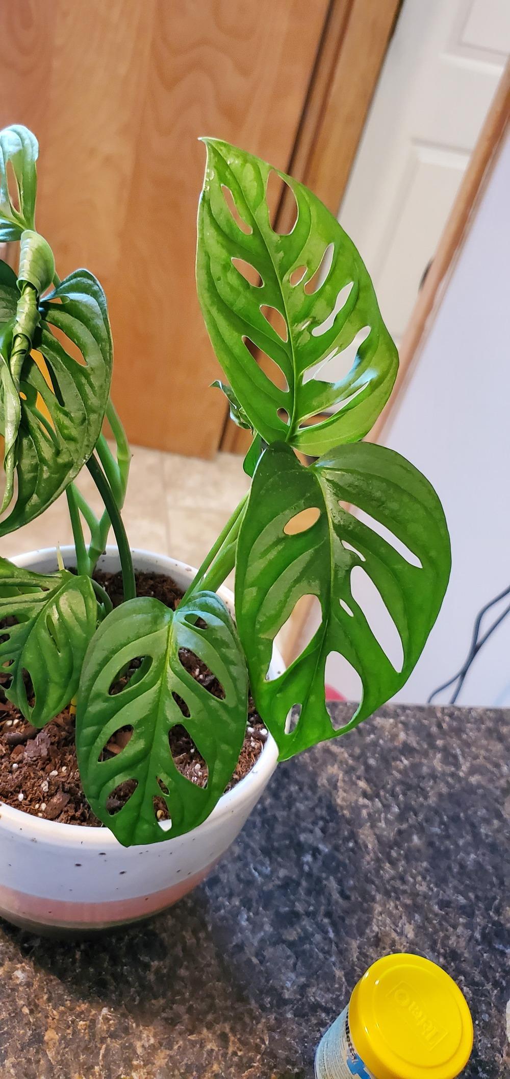 Monstera Adansonii Overwatered in the Houseplants forum - Garden.org