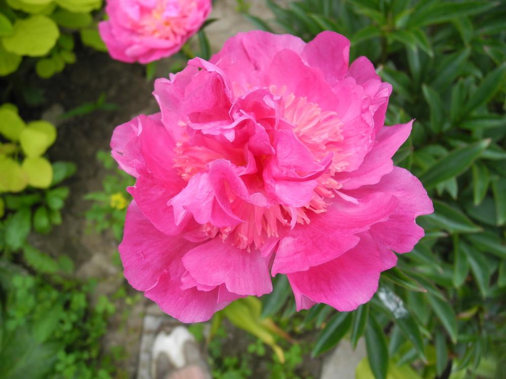 Peony (Paeonia lactiflora 'Best Man') in the Peonies Database - Garden.org