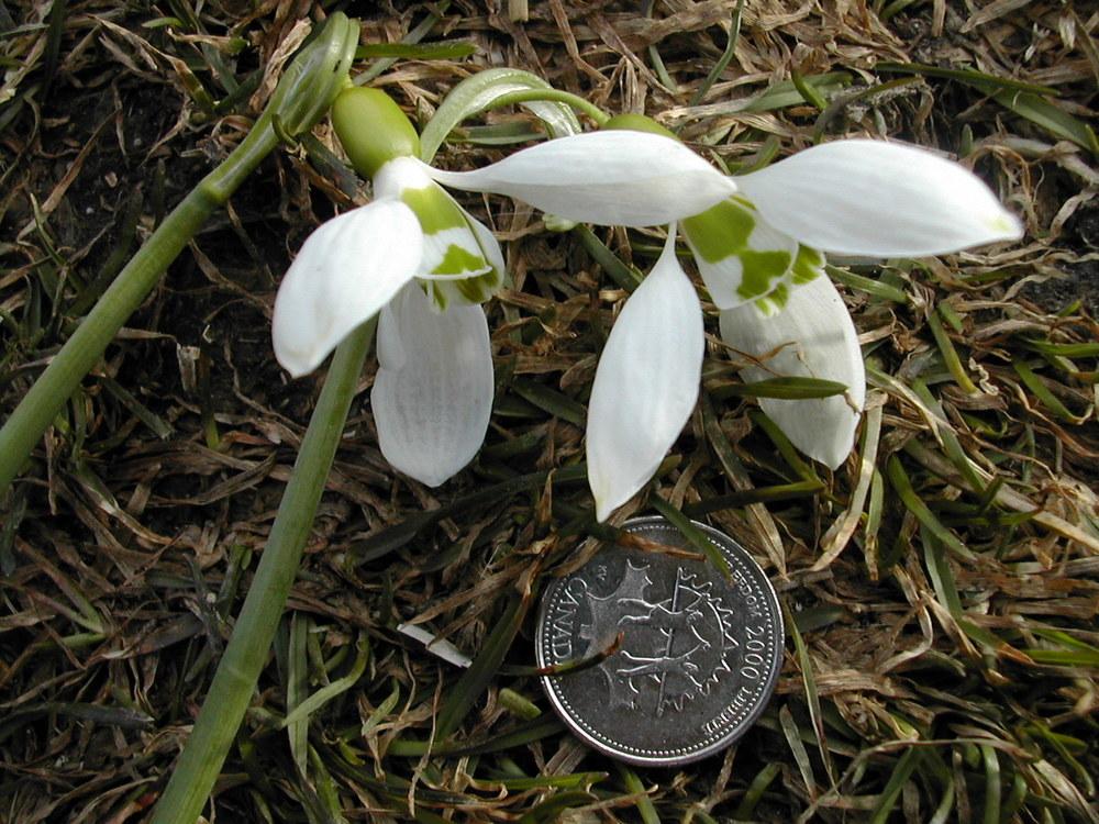 Photo of the closeup of buds, sepals and receptacles of Giant Snowdrop ...