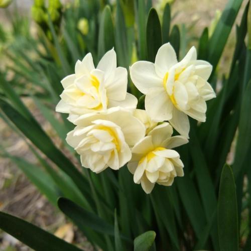 Double Daffodil (Narcissus 'Erlicheer') in the Daffodils Database ...
