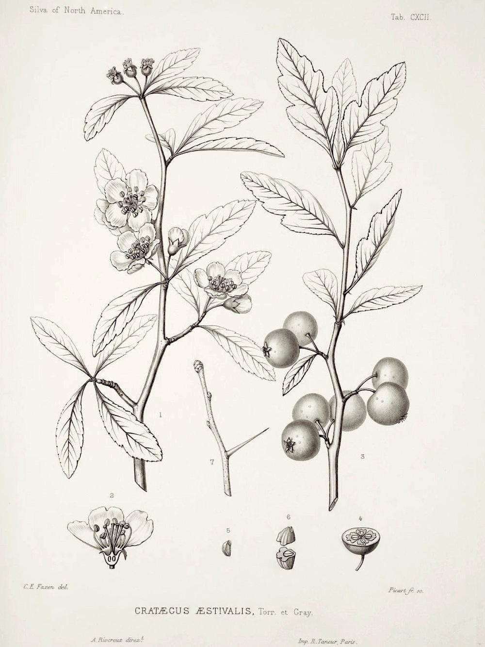 Mayhaw (Crataegus aestivalis) - Garden.org