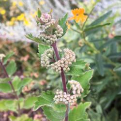 Bluebeard (Caryopteris incana Pavilion™ Pink) in the Bluebeards ...