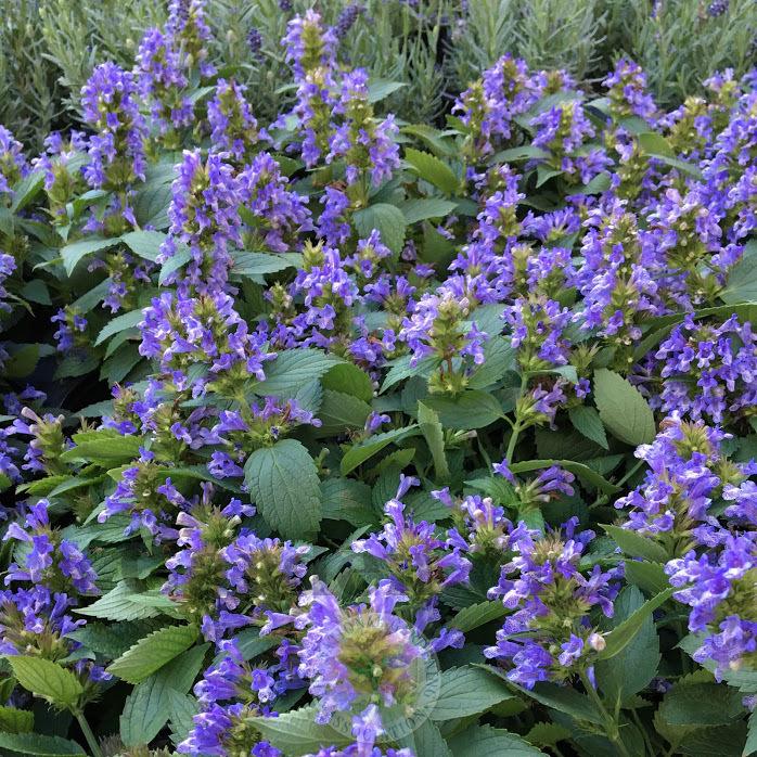 Catmint (Nepeta 'Blue Prelude') in the Catmints Database - Garden.org