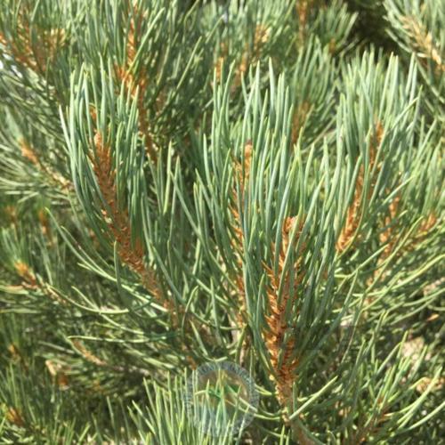 Singleleaf Pinyon Pine (Pinus monophylla) - Garden.org