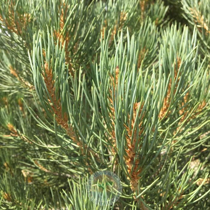 Singleleaf Pinyon Pine (Pinus monophylla) - Garden.org
