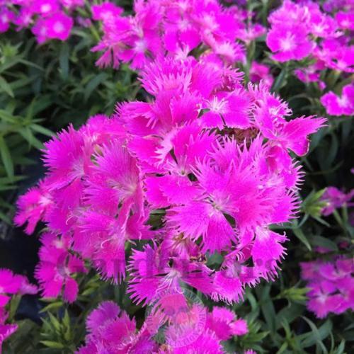 Dianthus (Dianthus barbatus Rockin'™ Purple) in the Dianthus Database ...