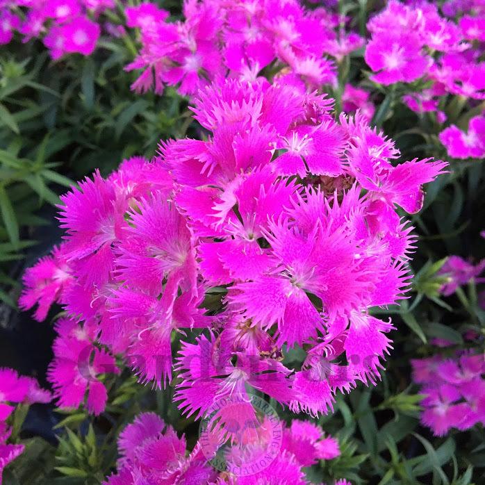 Dianthus (Dianthus barbatus Rockin'™ Purple) in the Dianthus Database ...
