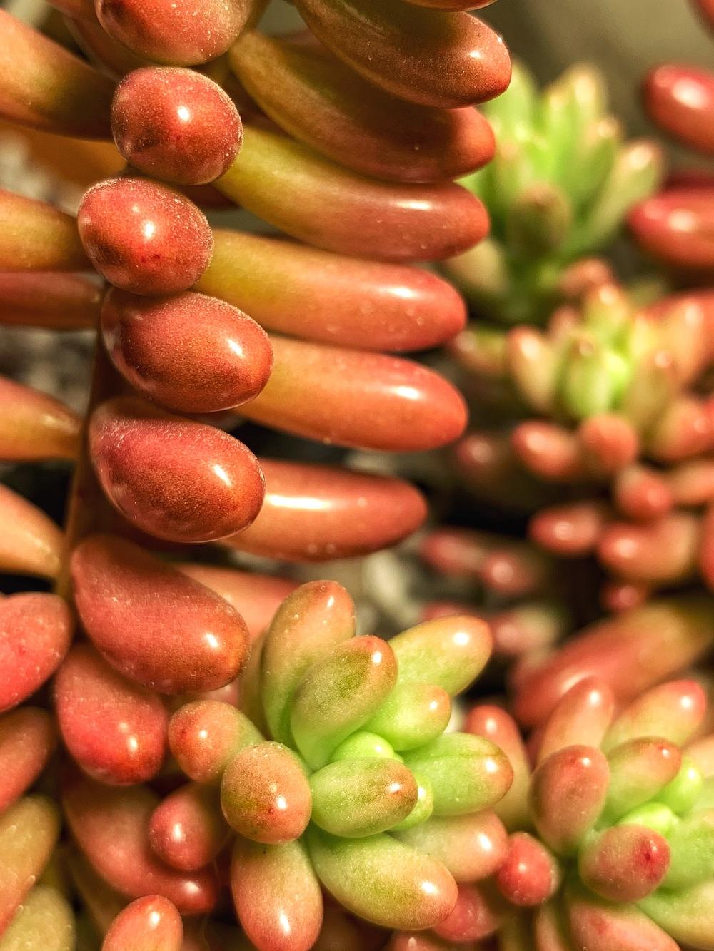 Sedums: Plant Care and Collection of Varieties - Garden.org