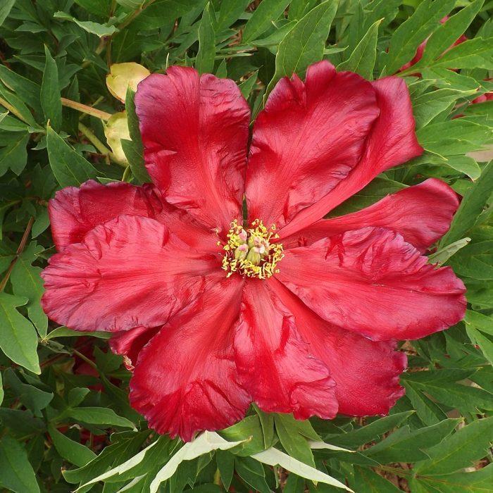 Tree Peony (Paeonia 'Daredevil') in the Peonies Database - Garden.org