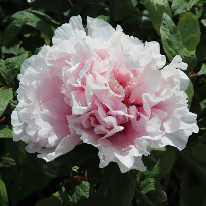 Tree Peony (Paeonia x suffruticosa 'Joanna Gilbert') in the Peonies ...