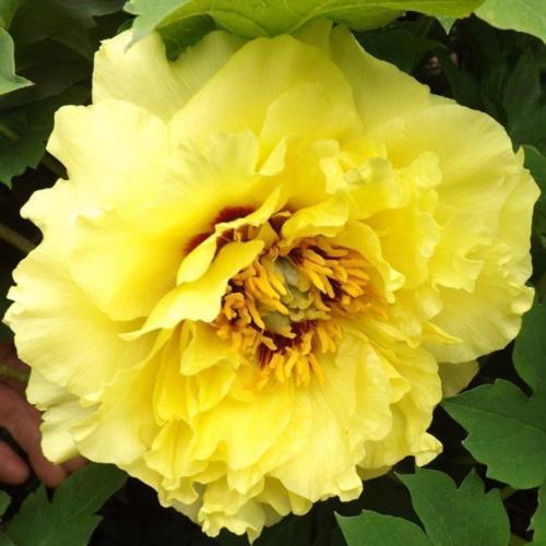 Lutea Hybrid Tree Peony (Paeonia 'Alice in Wonderland') in the Peonies ...