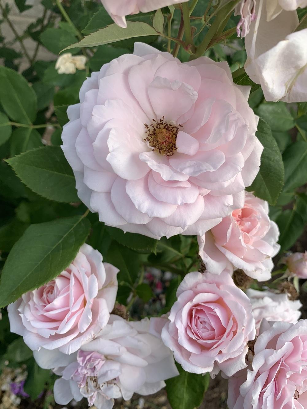 Photo of the bloom of Rose (Rosa 'Quietness') posted by ashleys ...