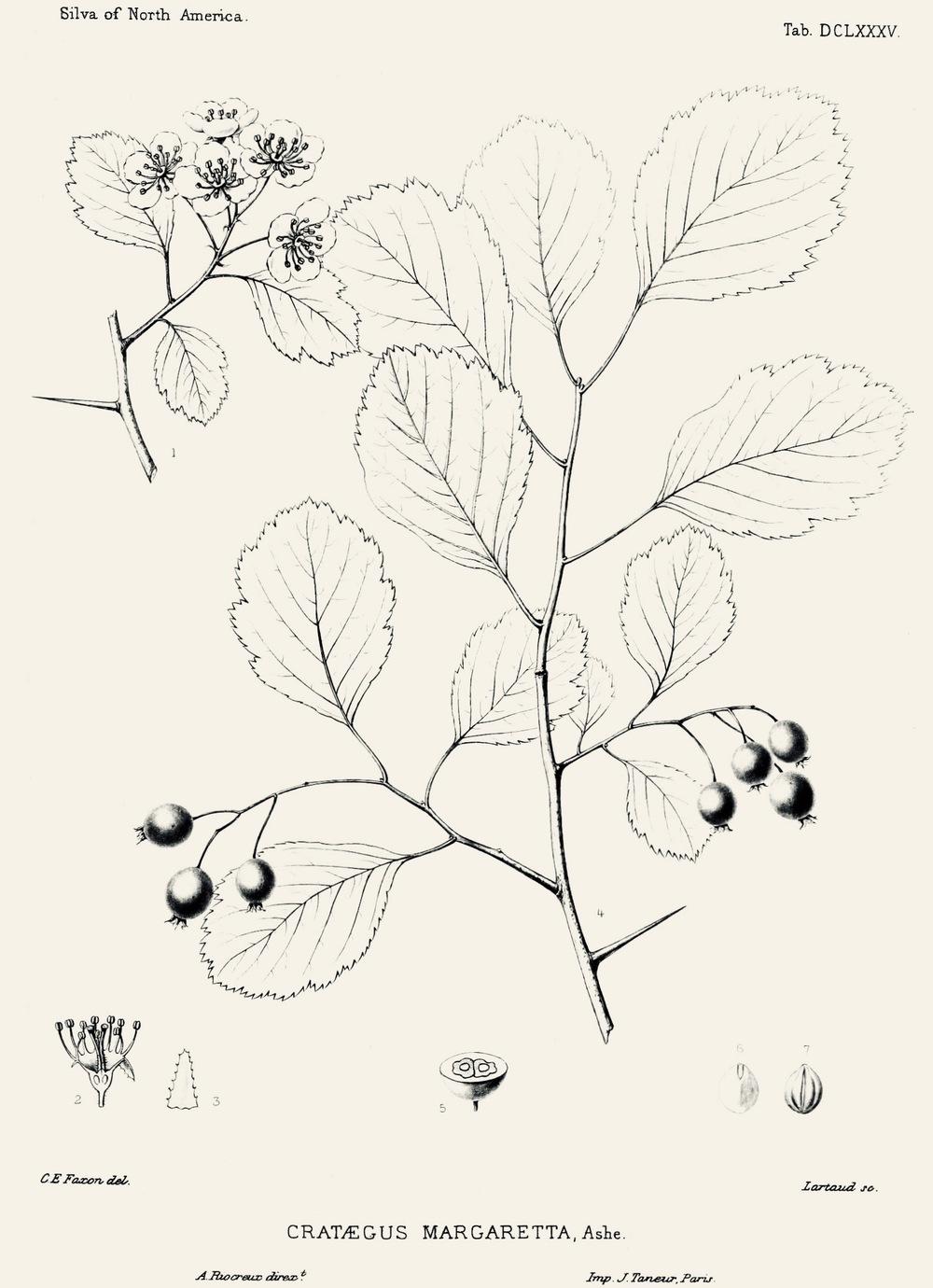 Photo of the documentation of Margarett's Hawthorn (Crataegus ...