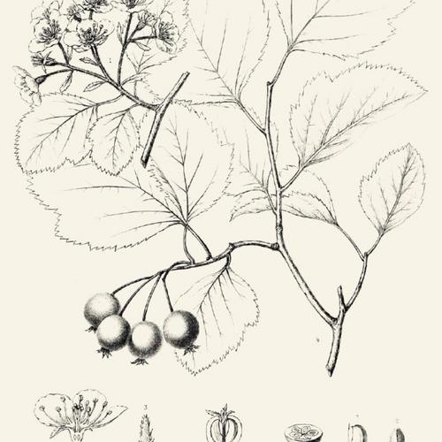 Texas Hawthorn (Crataegus mollis var. texana) - Garden.org