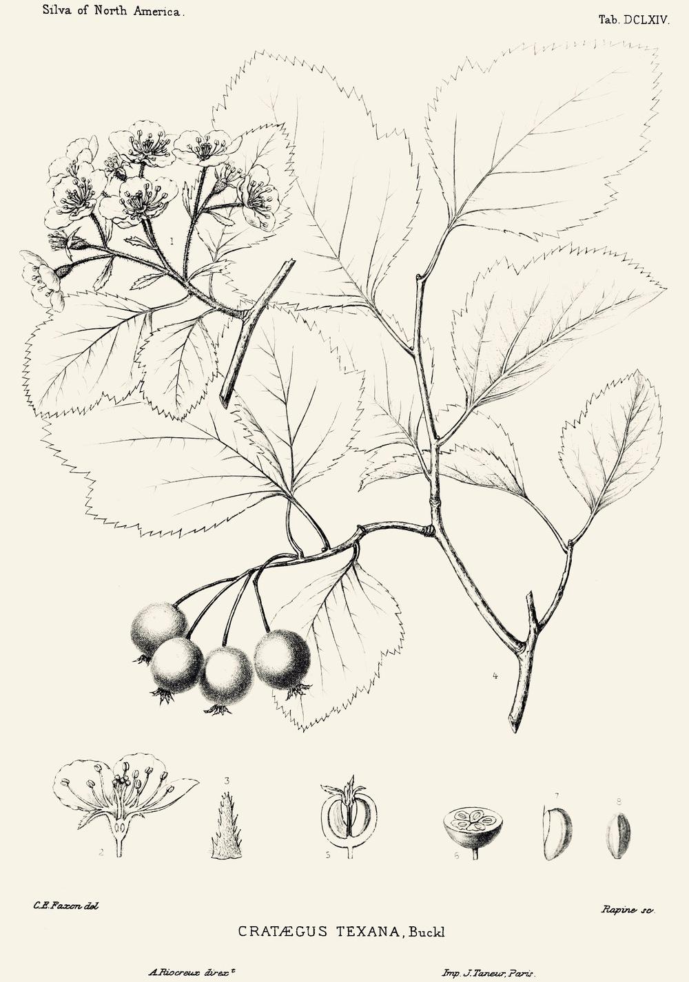 Texas Hawthorn (Crataegus mollis var. texana) - Garden.org