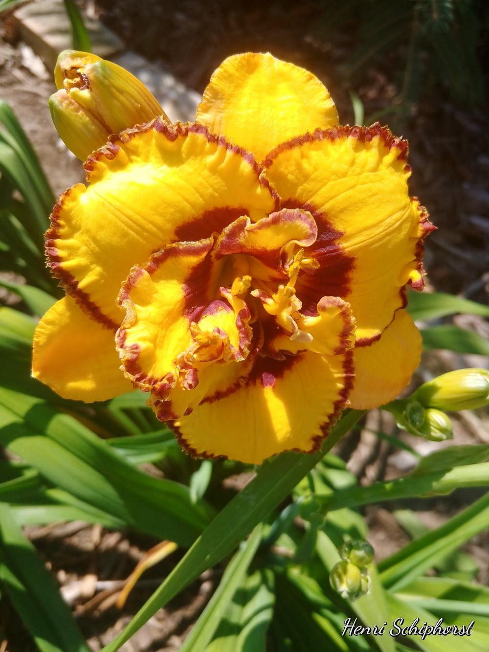 Daylily (Hemerocallis 'Carnation Sunrise') in the Daylilies Database - Garden.org