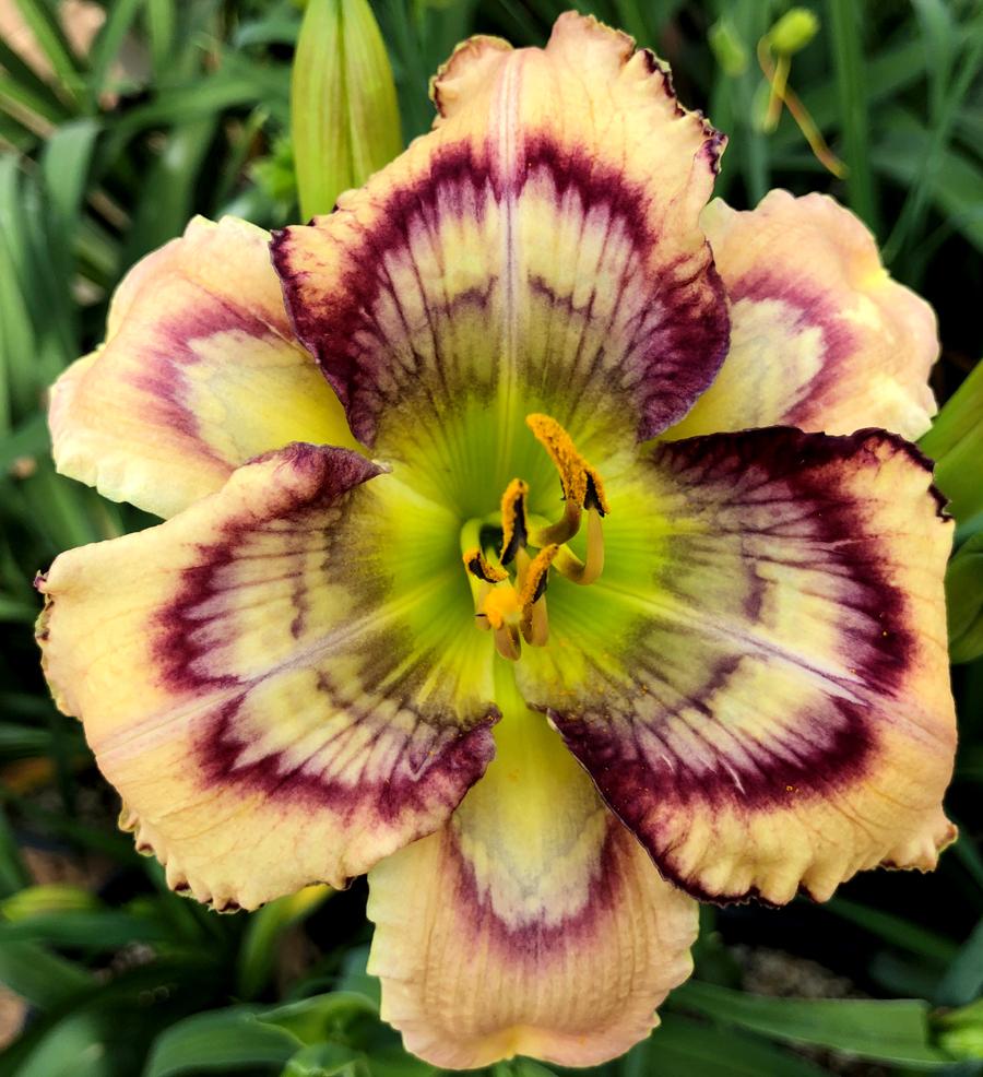 Daylily (Hemerocallis 'Amazing Eyes') in the Daylilies Database - Garden.org