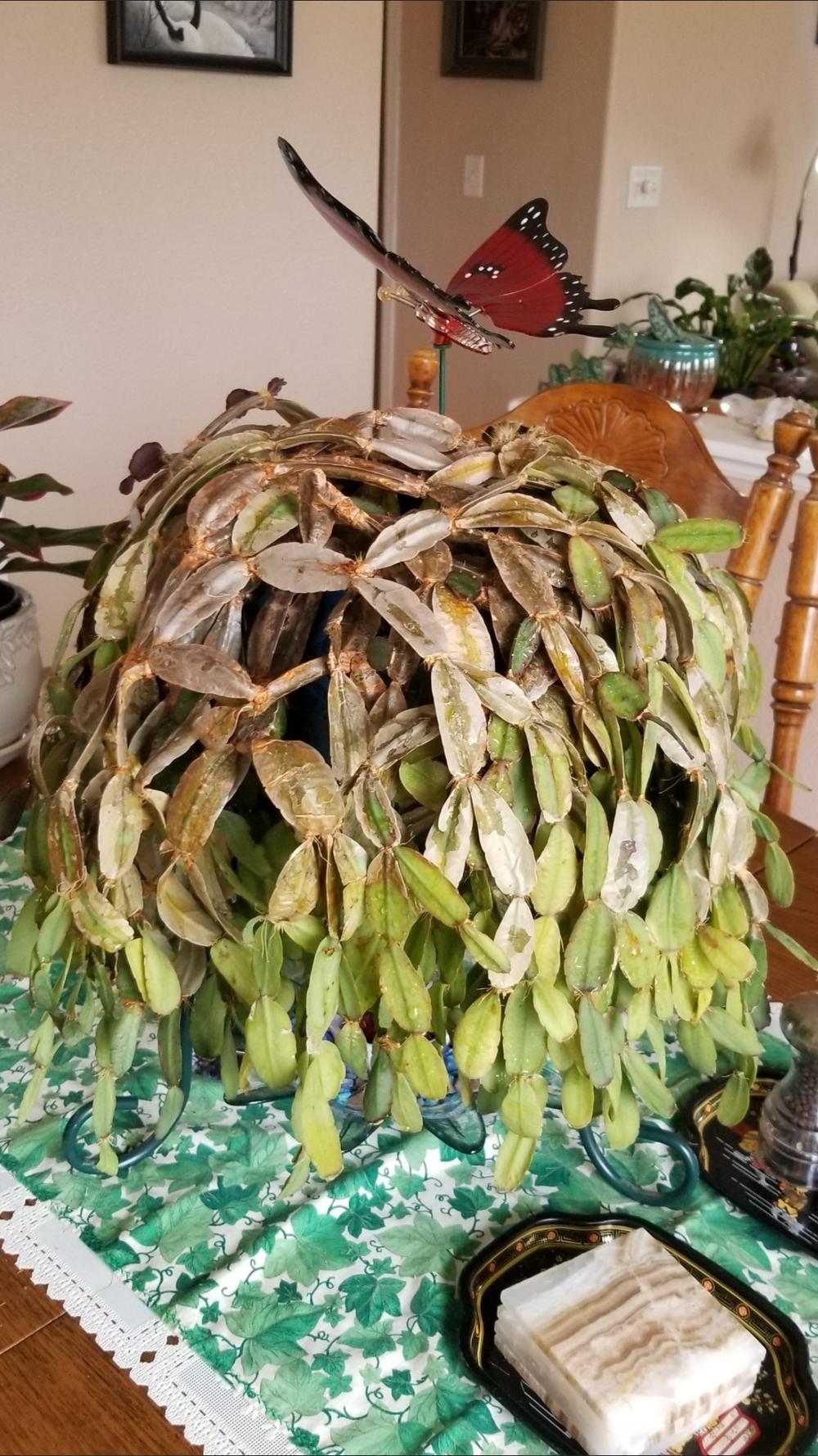 Very old, stressed and dehydrated Christmas Cactus. in the Ask a ...
