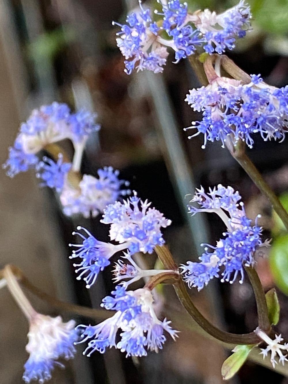 Blue Sanicle (Sanicula caerulescens) - Garden.org