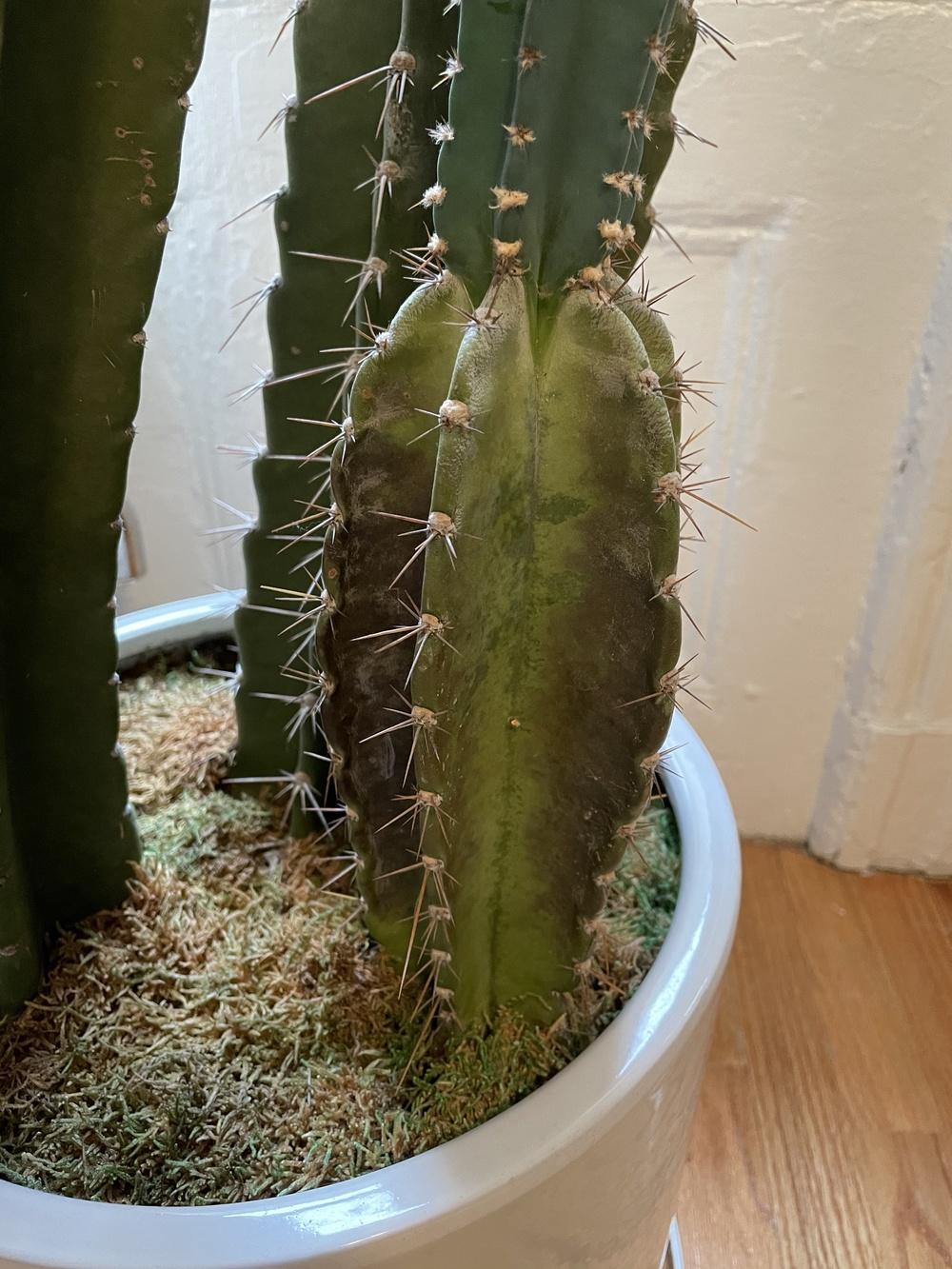 Sick Cactus in the Ask a Question forum - Garden.org