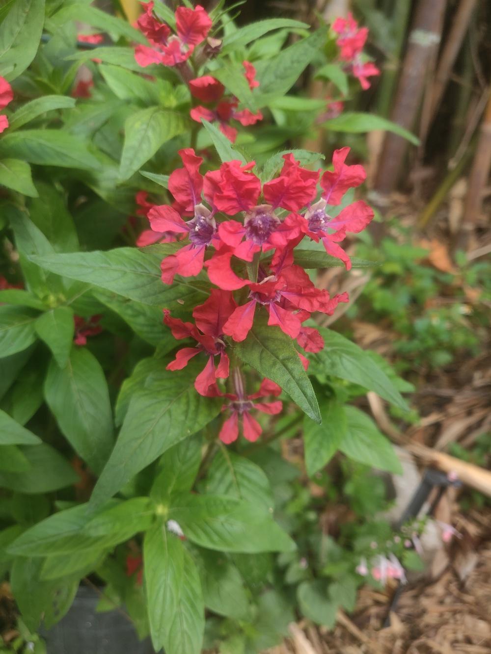 Cuphea (Cuphea llavea Sriracha™ Rose) - Garden.org