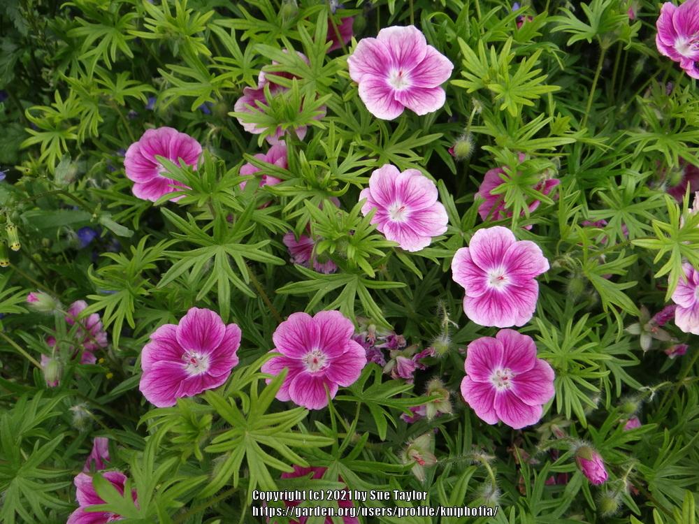 Hardy Geranium (Geranium sanguineum 'Elke') in the Geraniums Database - Garden.org