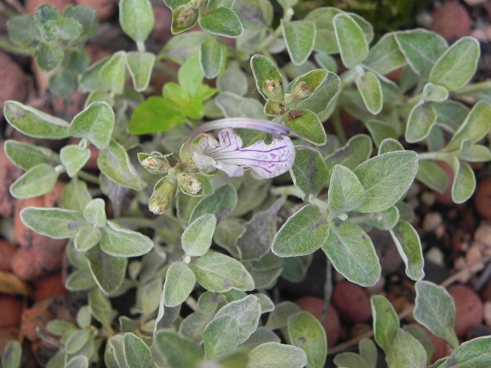 Photo of the leaves of Gray Creeping Germander (Teucrium aroanium ...