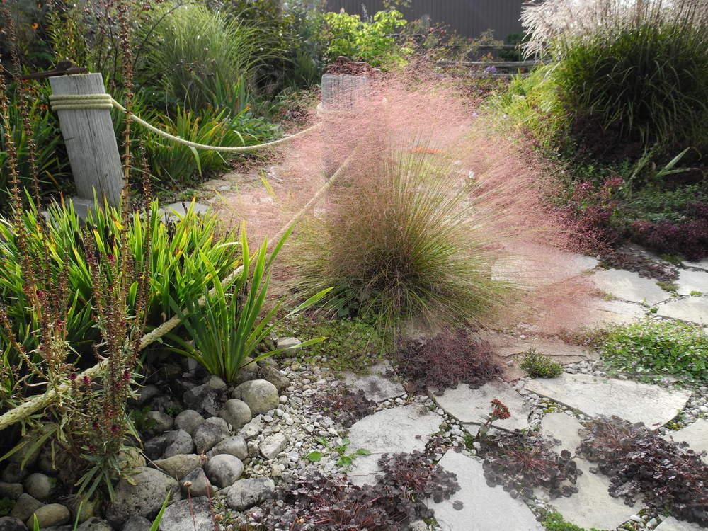 Photo of the entire plant of Ruby Muhly (Muhlenbergia reverchonii ...