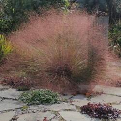 Photo of the seed pods or heads of Ruby Muhly (Muhlenbergia reverchonii ...