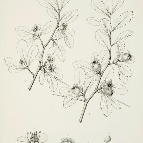 Dwarf Hawthorn (Crataegus uniflora) - Garden.org