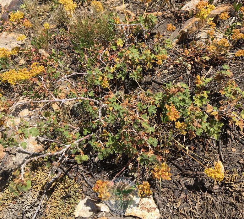 Photo of the habitat view of Mountain Gooseberry (Ribes montigenum ...