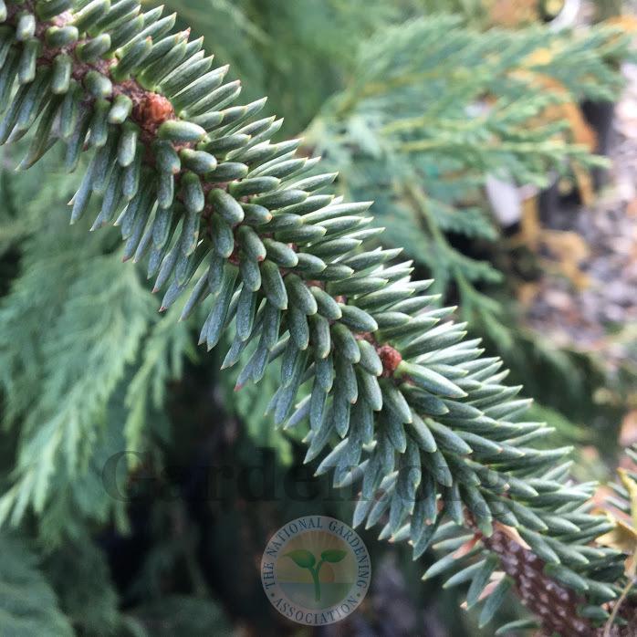 Spanish Fir (Abies pinsapo subsp. pinsapo 'Fastigiata') - Garden.org