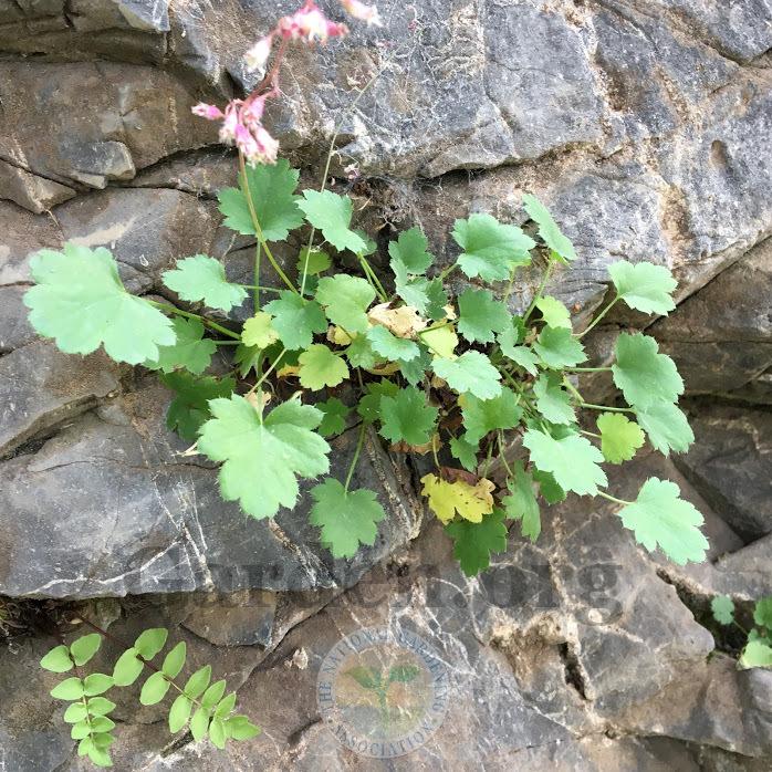 Pink alumroot (Heuchera rubescens) in the Coral Bells Database - Garden.org