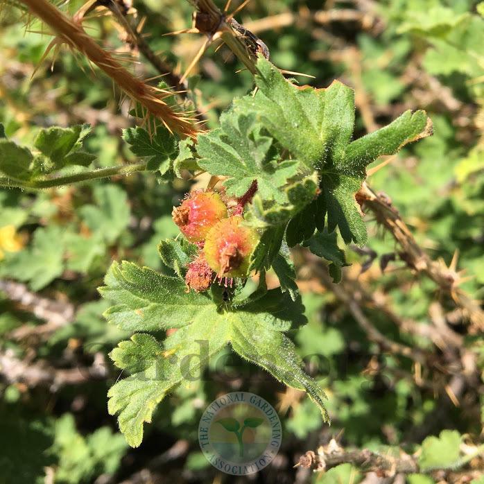 Photo of the fruit of Mountain Gooseberry (Ribes montigenum) posted by ...