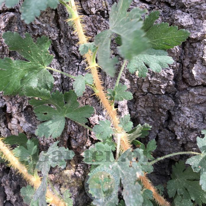 Photo of the thorns, spines, prickles or teeth of Mountain Gooseberry ...