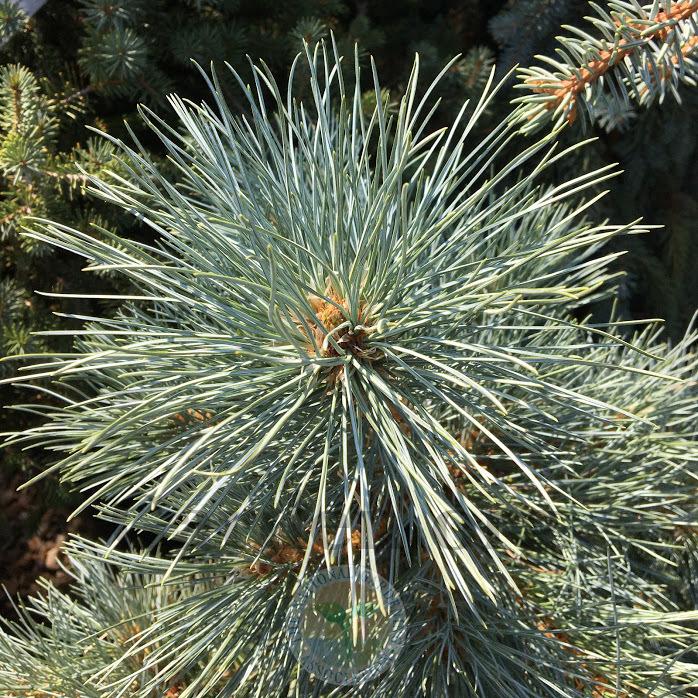 Limber Pine (Pinus flexilis 'Cesarini Blue') - Garden.org