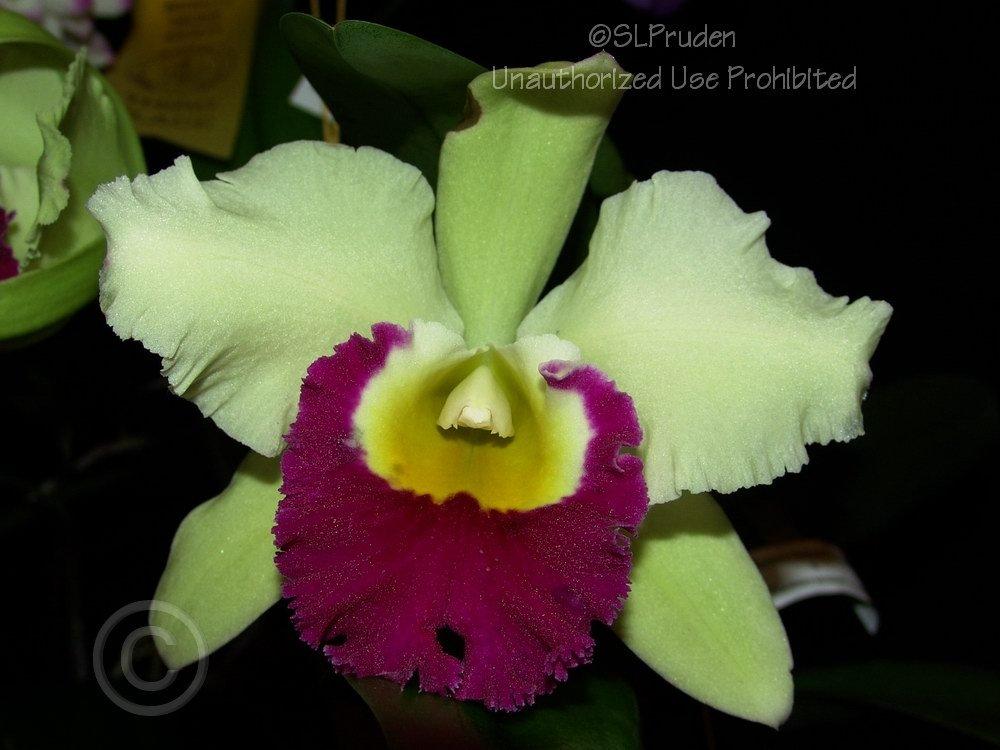 Orchid (Rhyncholaeliocattleya Pratum Green) - Garden.org