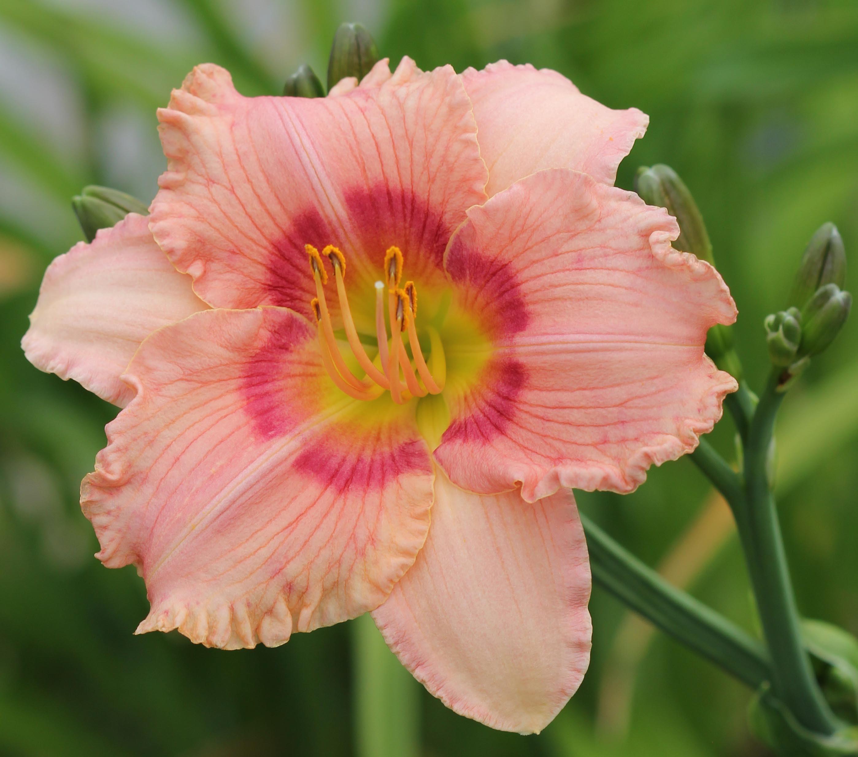 Daylily (Hemerocallis 'Adena Babs') in the Daylilies Database - Garden.org