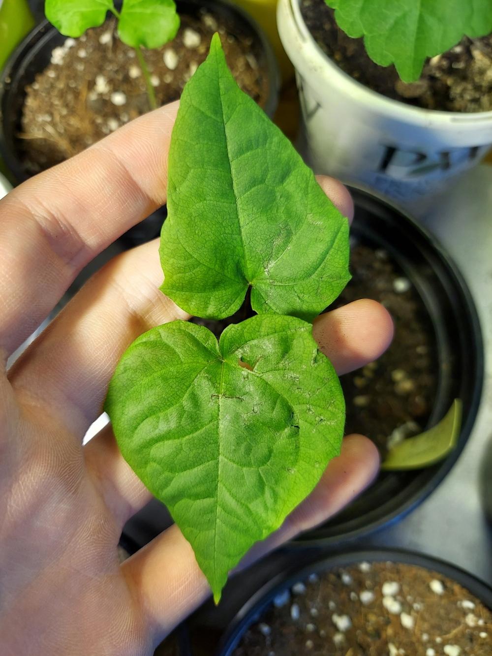 Identifying maple seedlings in the Trees and Shrubs forum - Garden.org