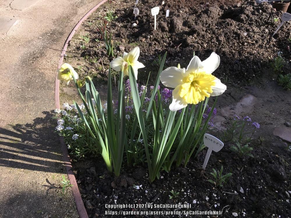 Viewing post #2438593 by SoCalGardenNut - Garden.org