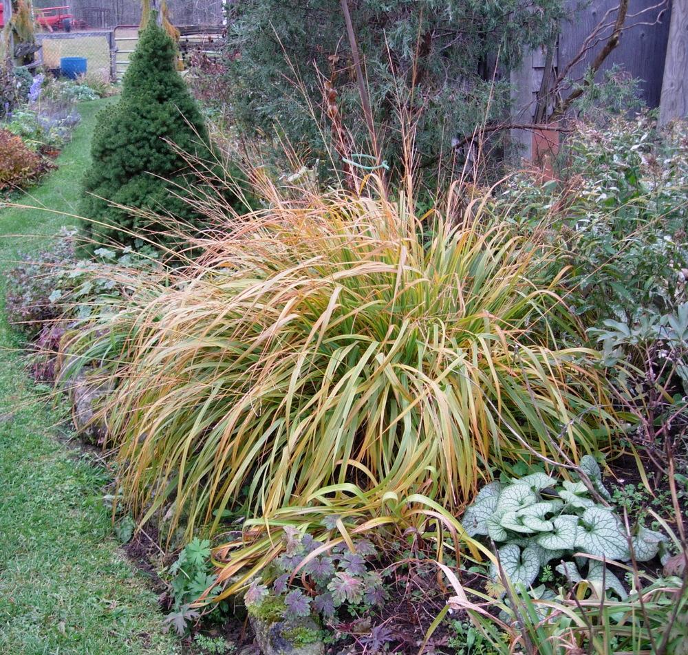 Purple Moor Grass (Molinia caerulea 'Karl Foerster') - Garden.org