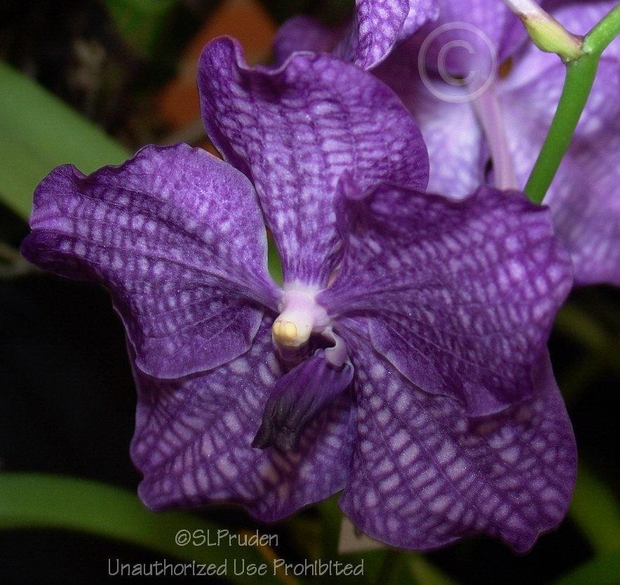 Orchid (Vanda Manuvadee) - Garden.org