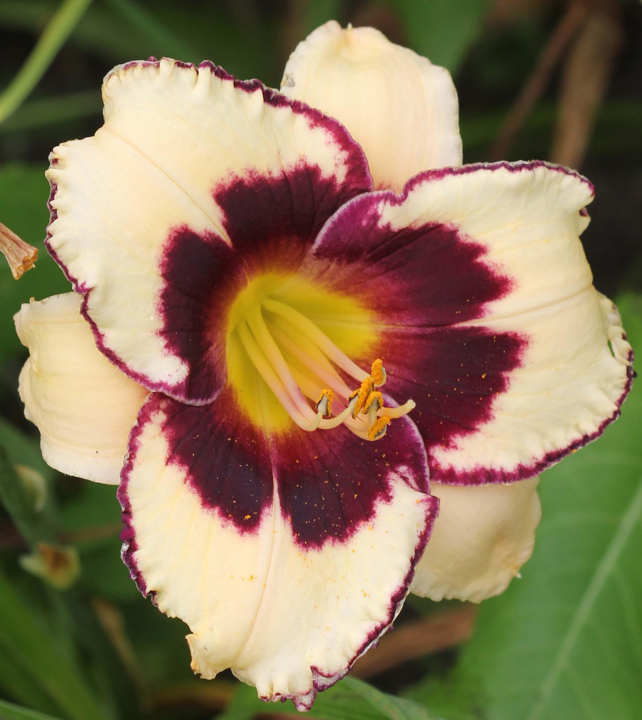 Daylily (Hemerocallis 'Dark Purple Matter') in the Daylilies Database ...
