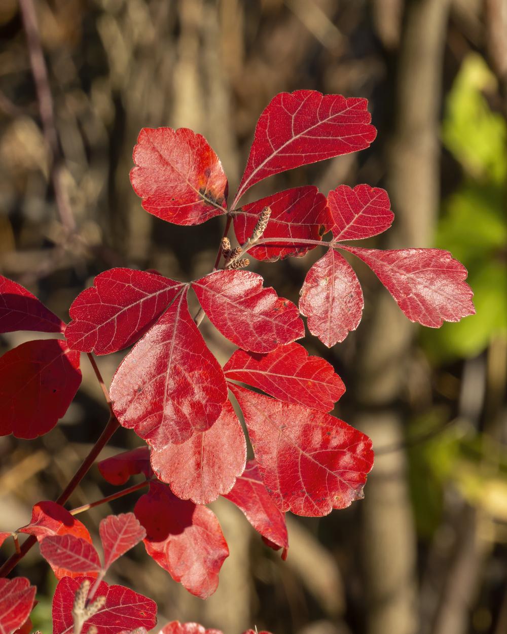 Photo of the fall color of Fragrant Sumac (Rhus aromatica) posted by ...