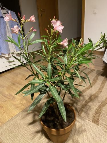 Potted Oleander issues in the Ask a Question forum - Garden.org