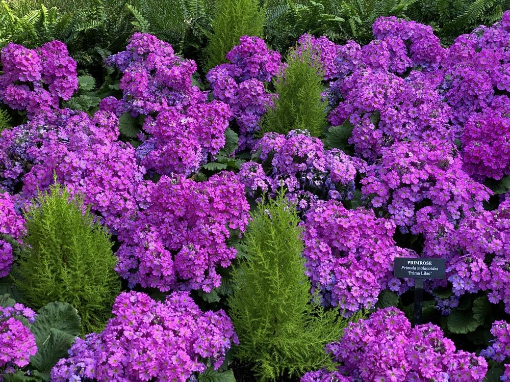 Primrose (Primula malacoides 'Prima Lilac') in the Primroses Database ...