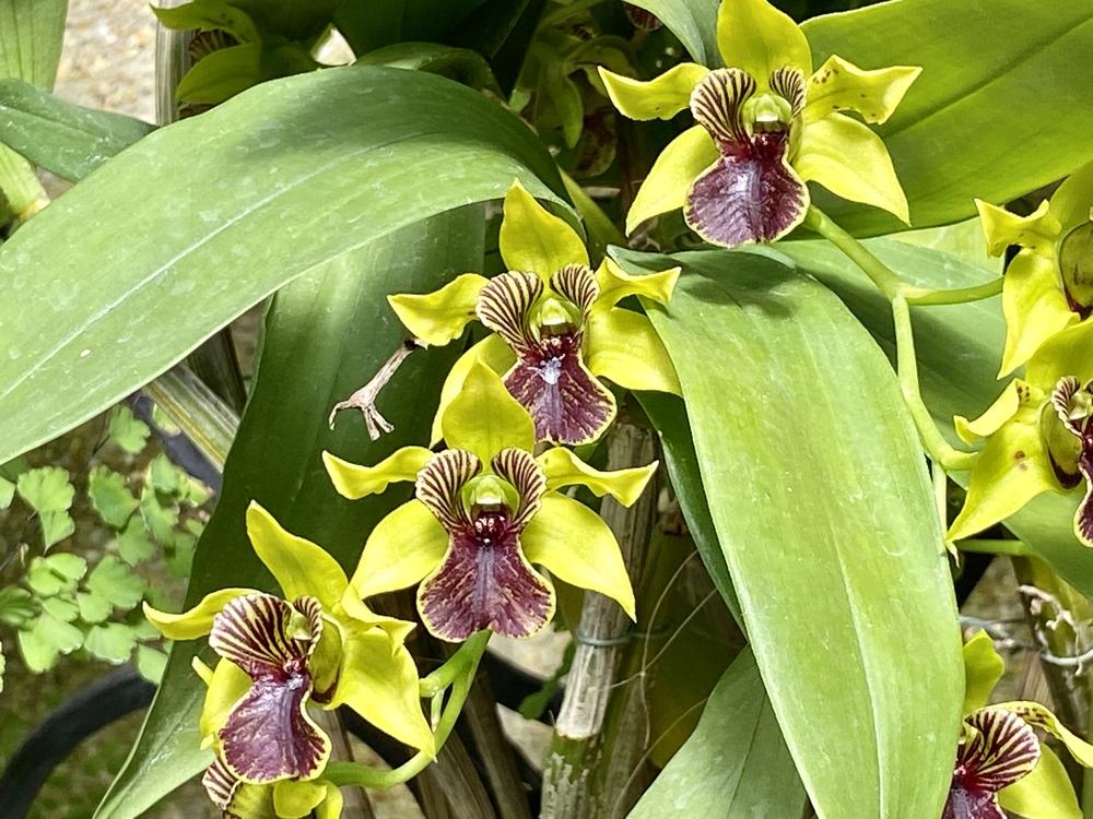 Orchid (Dendrobium Green Flash) - Garden.org