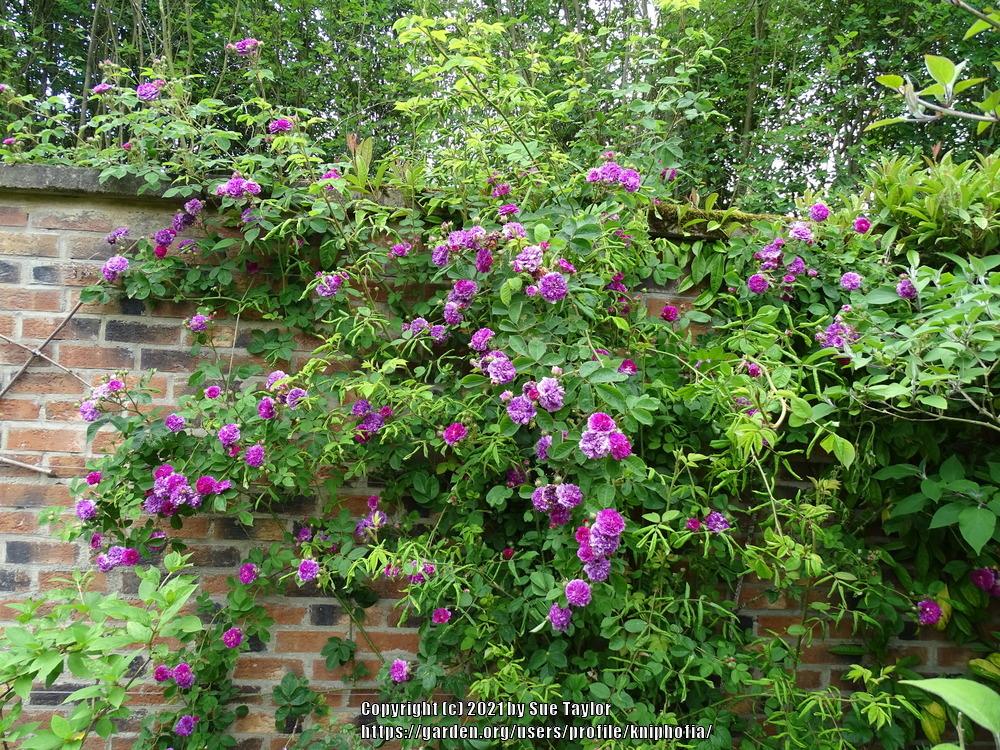 Photo of the entire plant of Rose (Rosa 'Russelliana') posted by ...