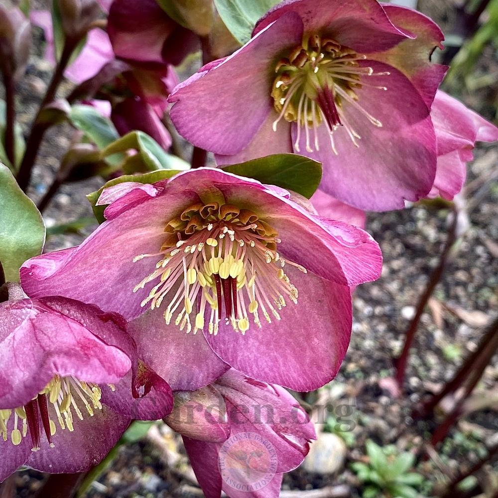 Photo of the entire plant of Hellebore (Helleborus Gold Collection® Ice ...